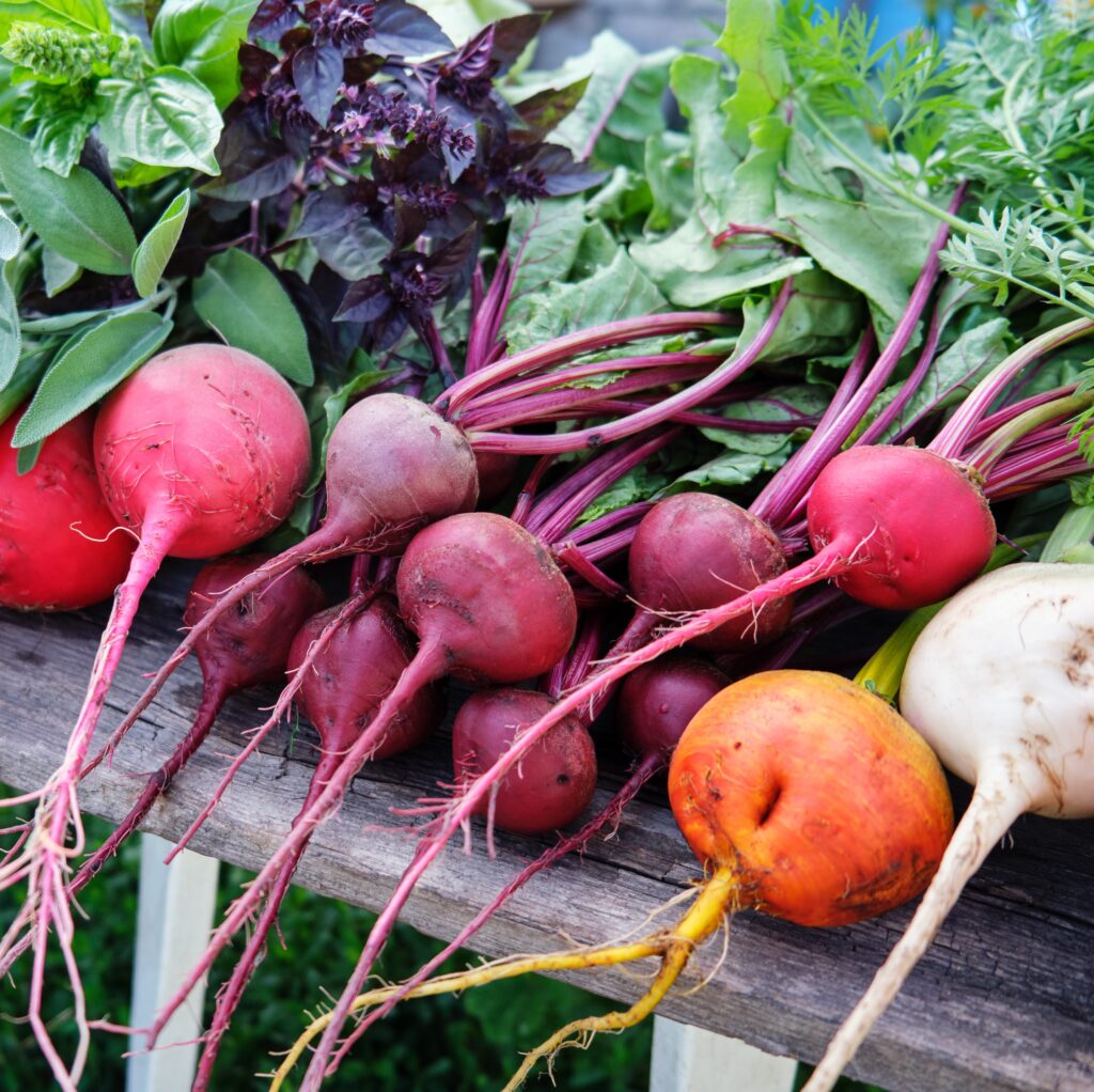 Beetroot Rainbow Mix - Premier Seeds Direct