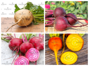 Beetroot Rainbow Mix - Premier Seeds Direct