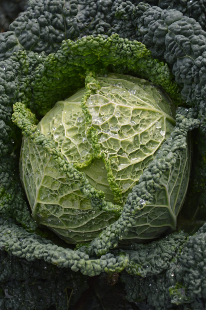 Savoy Cabbage Vertus 2 - Premier Seeds Direct