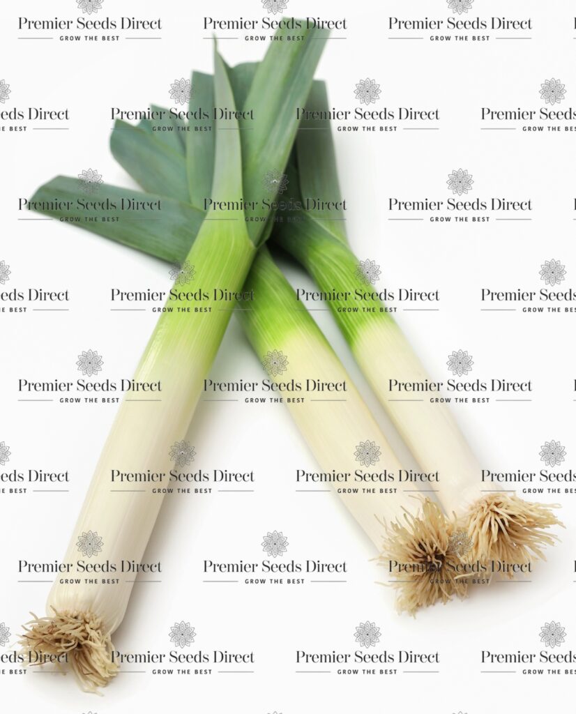 Italian Leek Carentan 2 | Leek | Premier Seeds Direct ltd