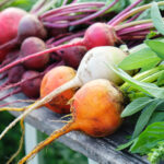 Beetroot Seeds - Premier Seeds Direct