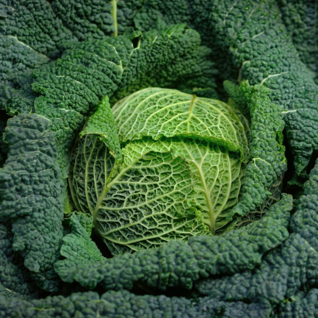 Cabbage Seeds | Harvest All Year Round