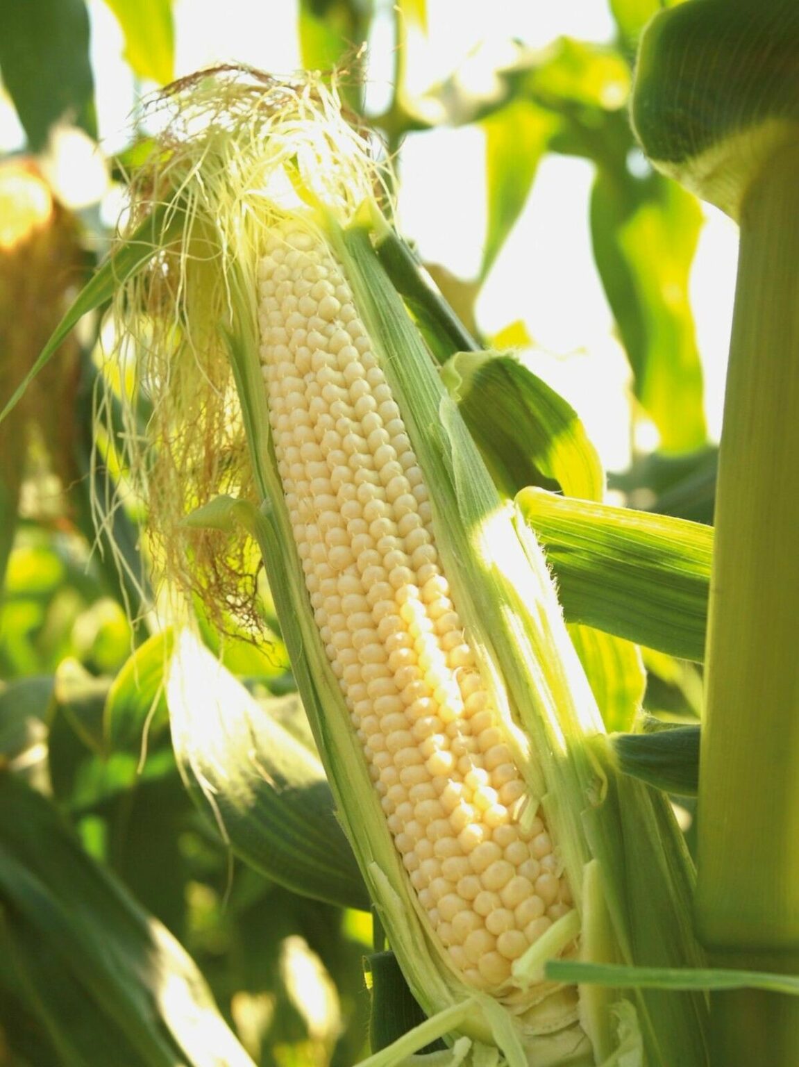 Vegetable Sweetcorn - Swift F1 - Premier Seeds Direct