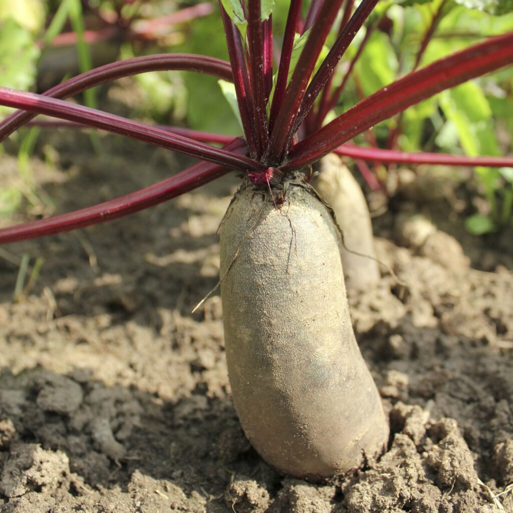 Beetroot Cylindra - Premier Seeds Direct