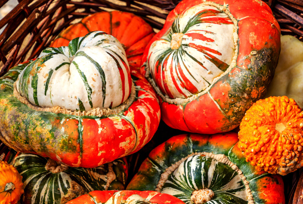 Organic Gourd Turks Turban - Premier Seeds Direct