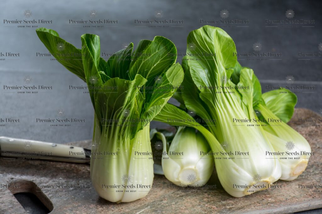 Cabbage Pak Choi White Organic - Premier Seeds Direct