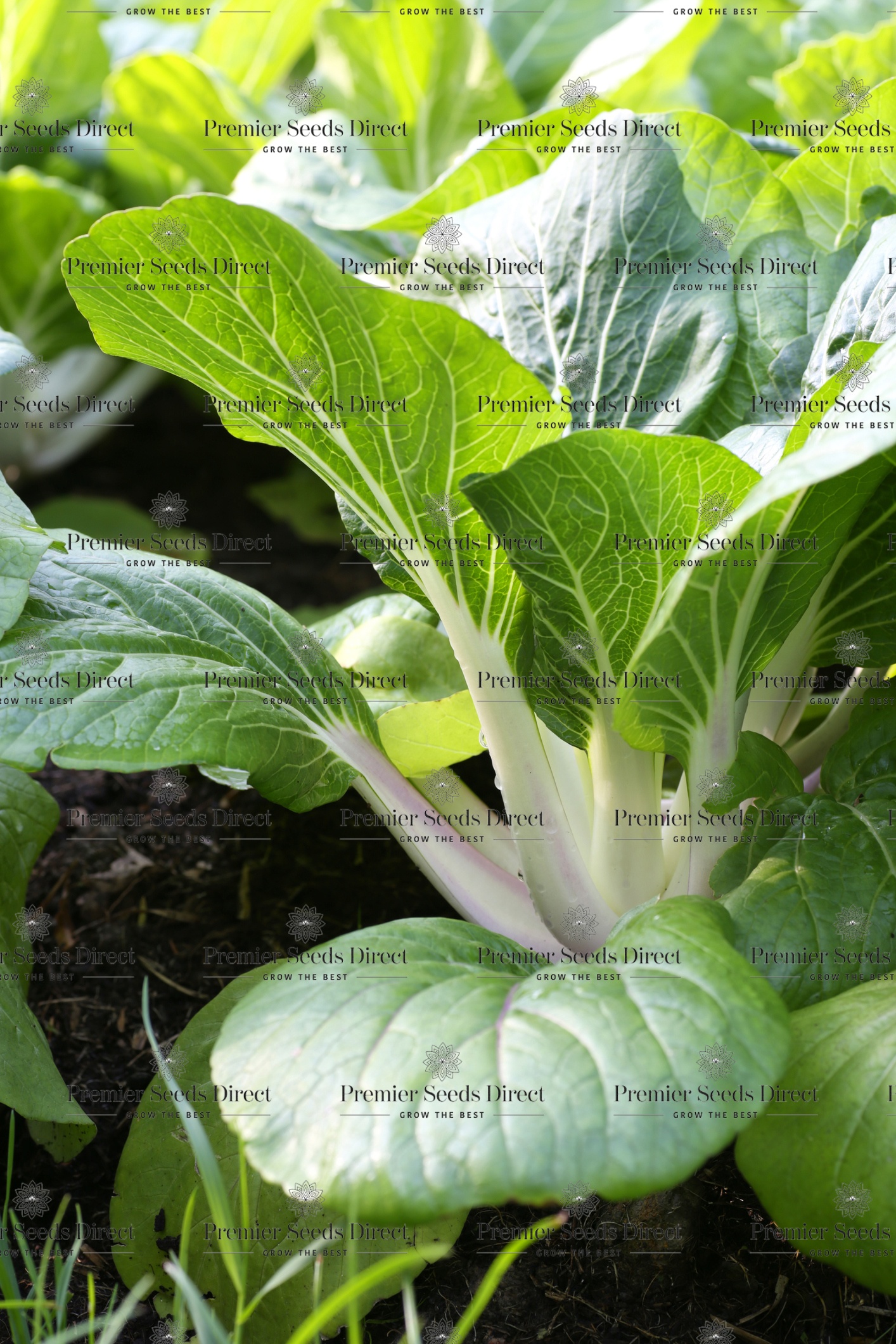 Cabbage Pak Choi White Organic - Premier Seeds Direct
