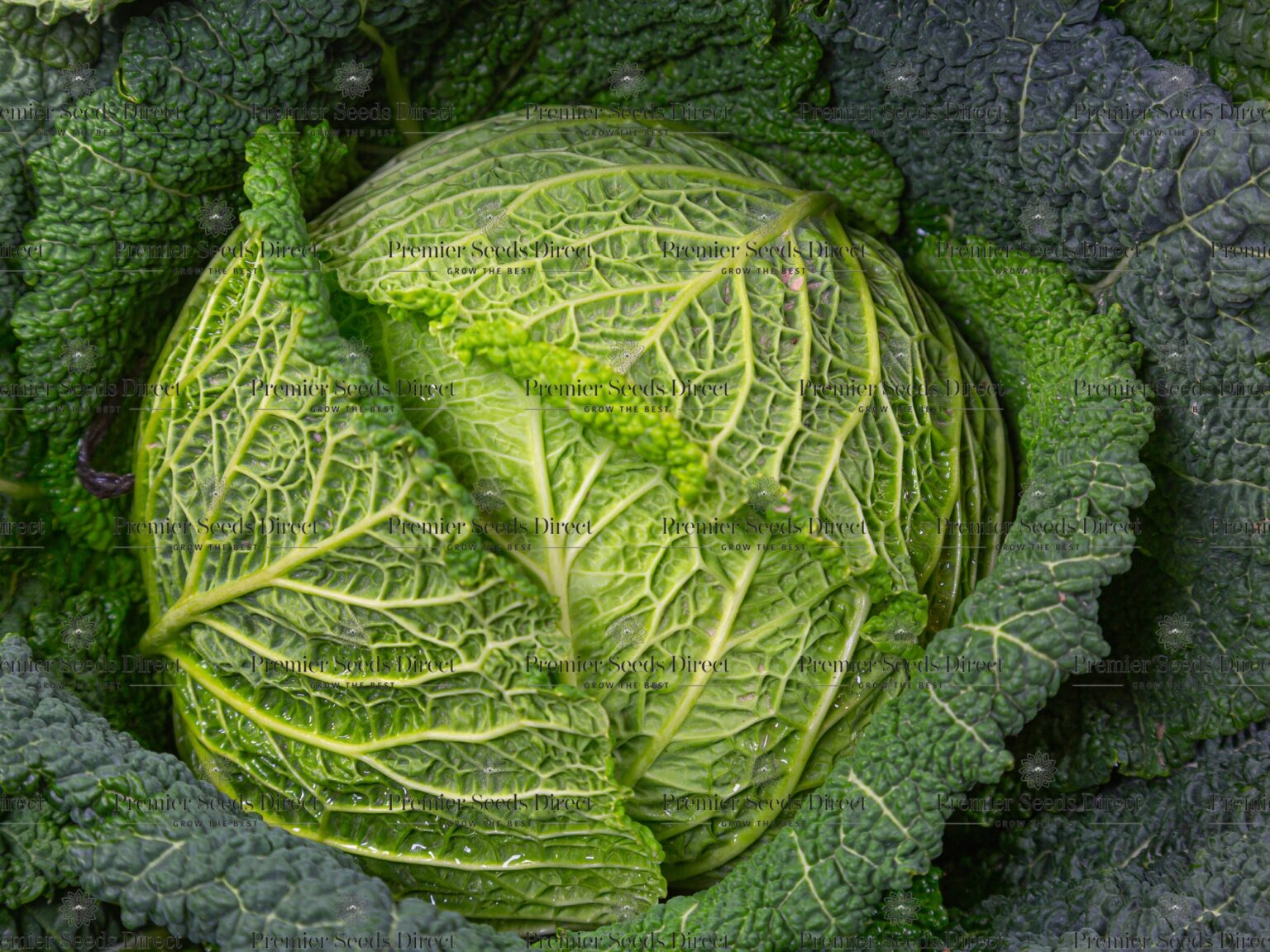Savoy Cabbage Vertus 2 - Premier Seeds Direct
