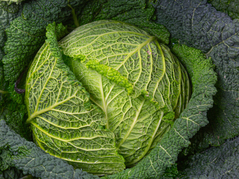 Organic Cabbage Savoy Vertus| Organic Seeds | Cabbage