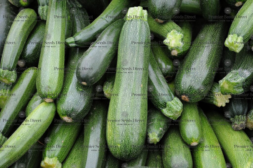 Italian Courgette Verde Di Milano Organic - Premier Seeds Direct