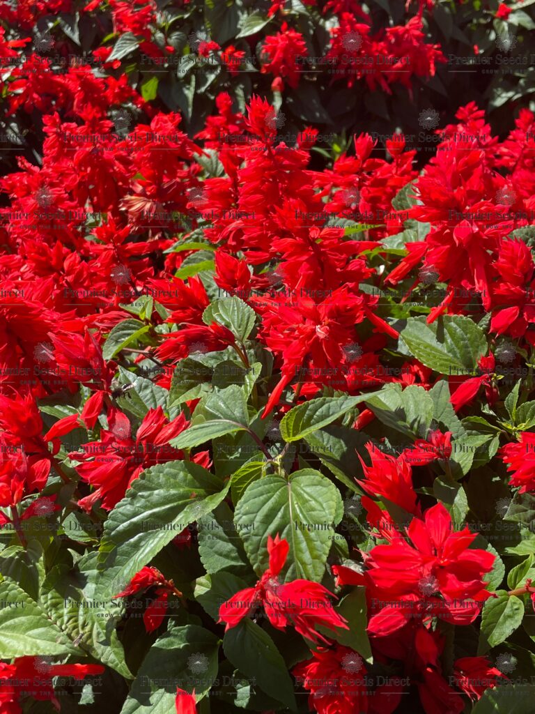 Flower Salvia Splendens Scarlet Piccolo - Premier Seeds Direct