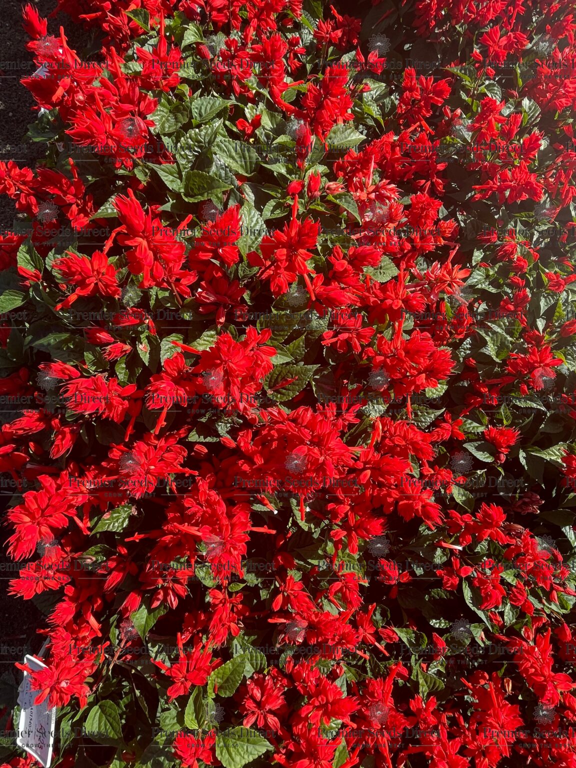 Flower Salvia Splendens Scarlet Piccolo - Premier Seeds Direct