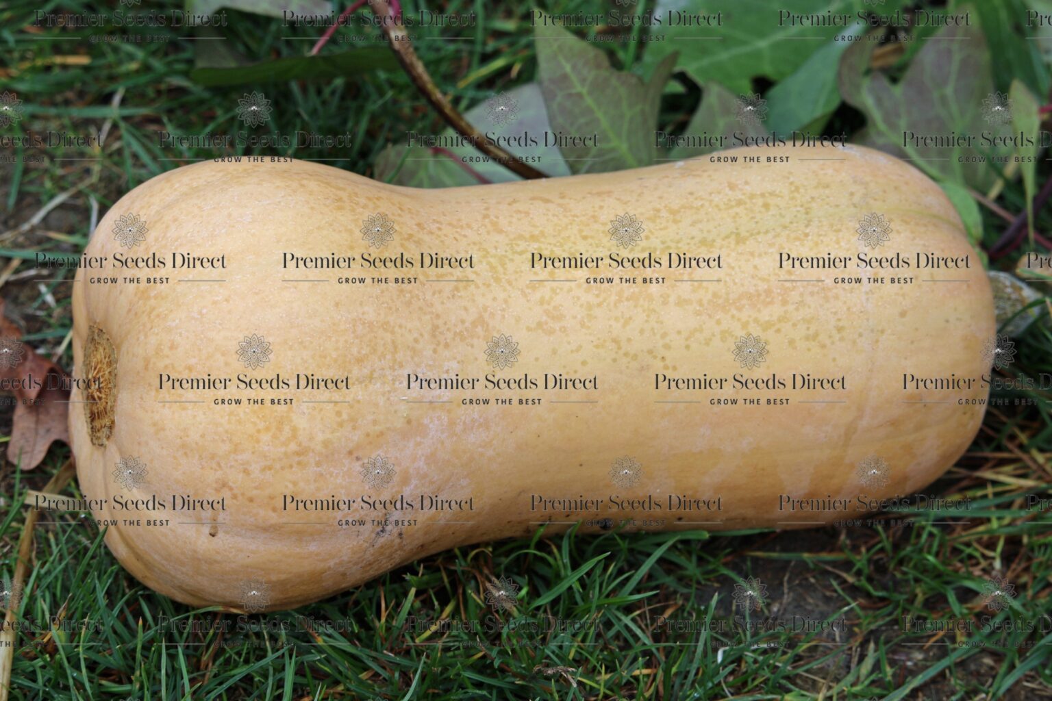 Squash - Butternut Waltham - Premier Seeds Direct