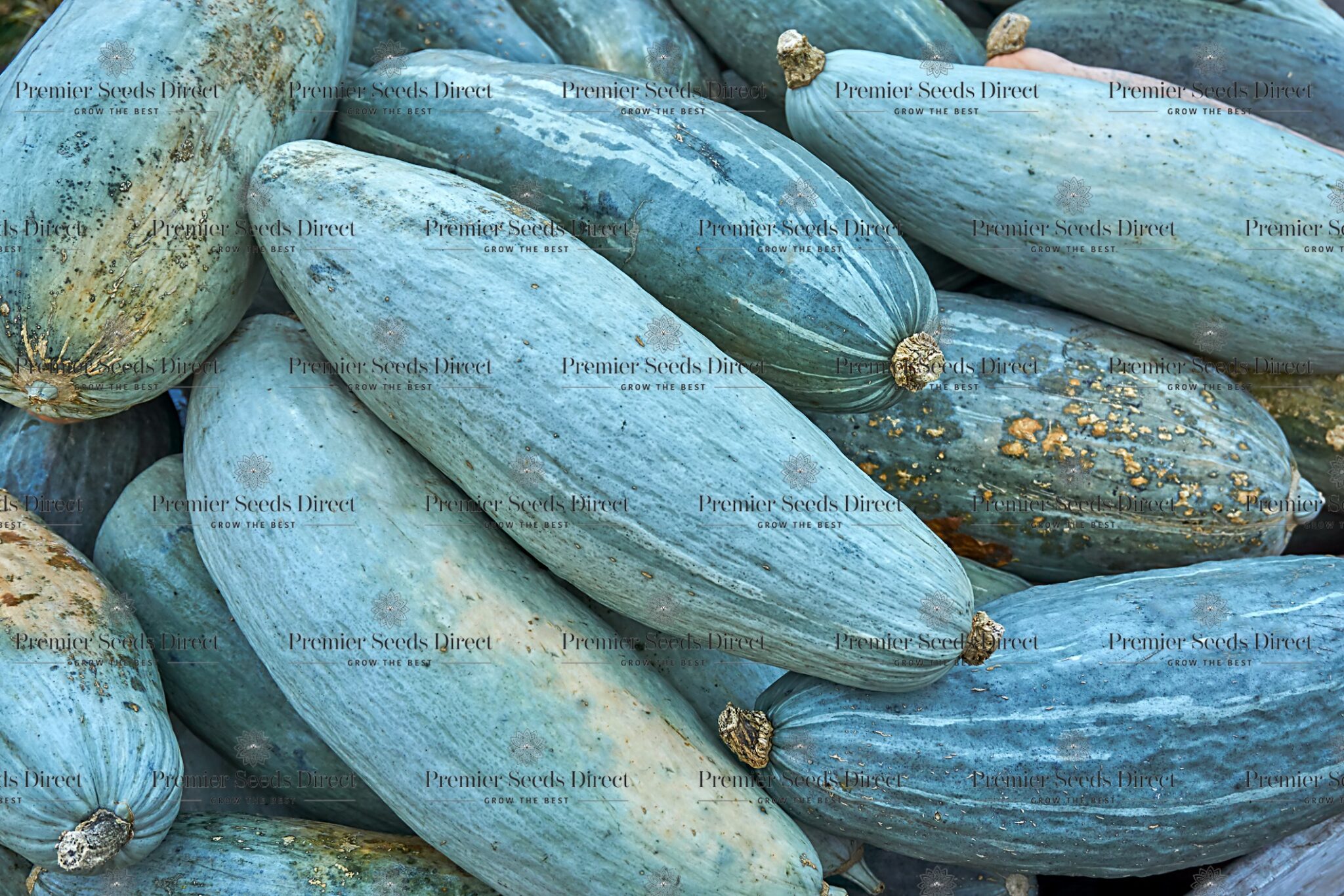 Squash Guatemalan Blue Banana Premier Seeds Direct