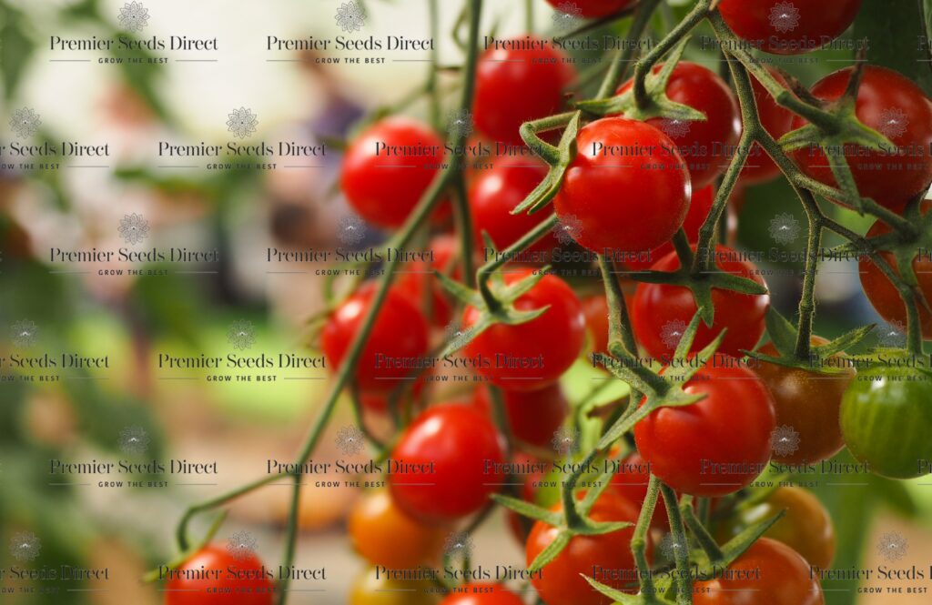 Tomato Crokini F1 Blight Resistant - Premier Seeds Direct
