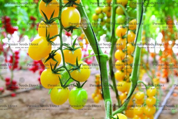 Tomato Limoncito F1 - Premier Seeds Direct
