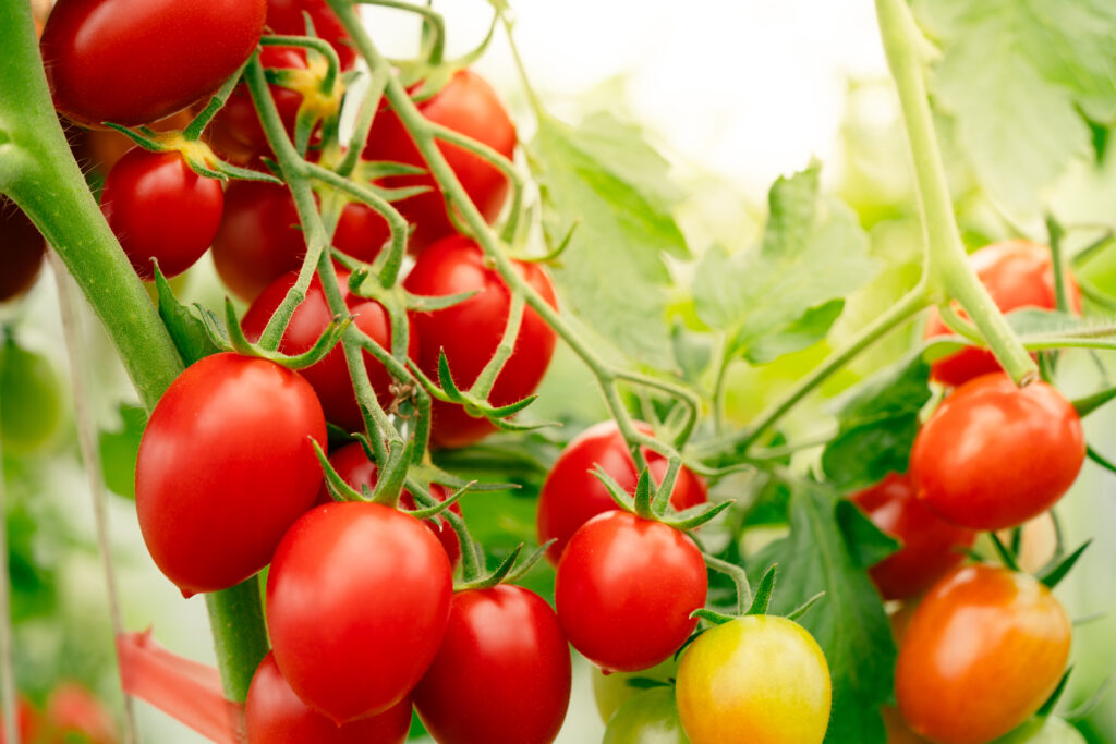 TOMATO RIELSING F1 - 10 SEEDS - Premier Seeds Direct