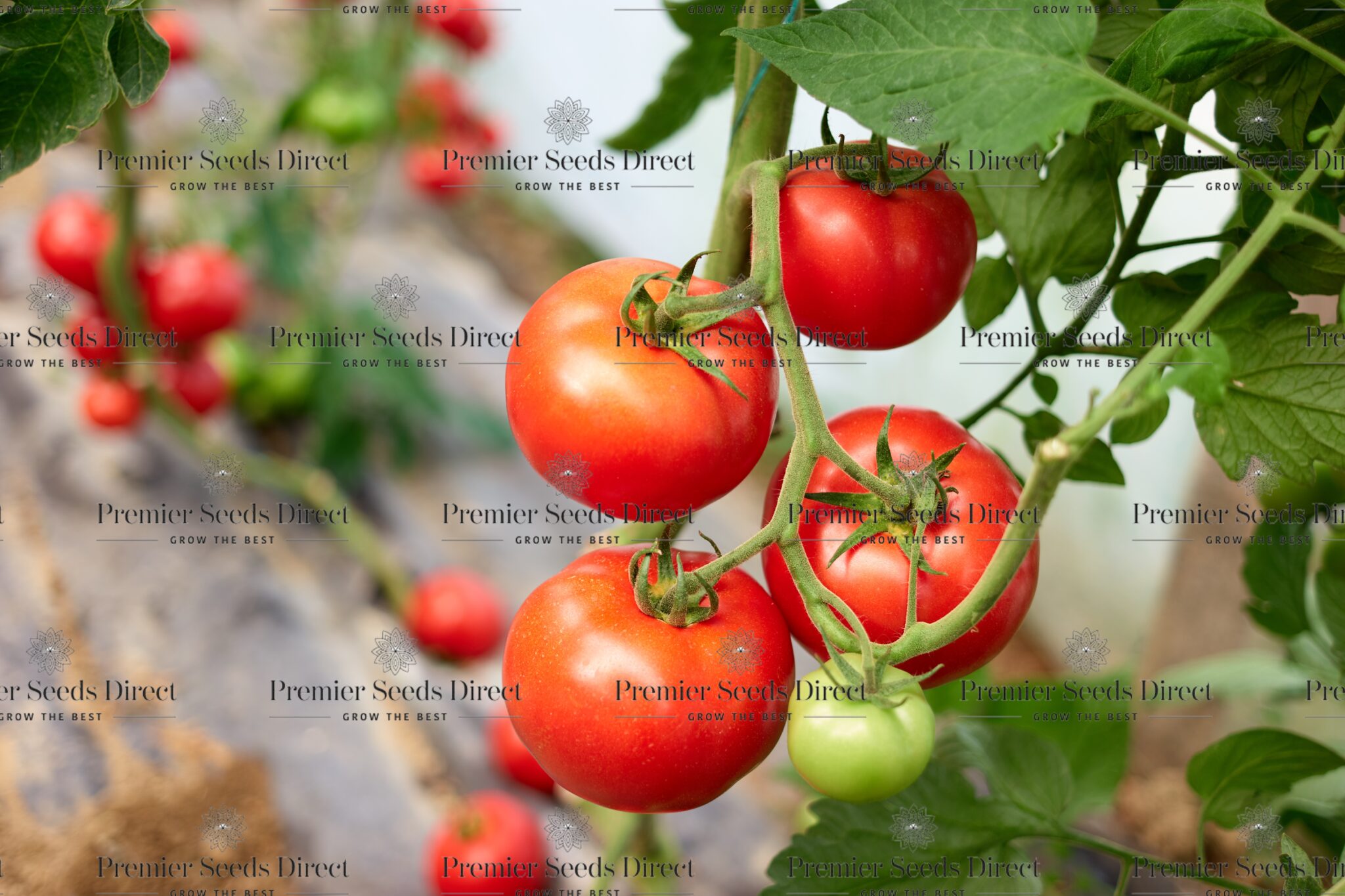 Tomato Sparta F1 Organic - Premier Seeds Direct