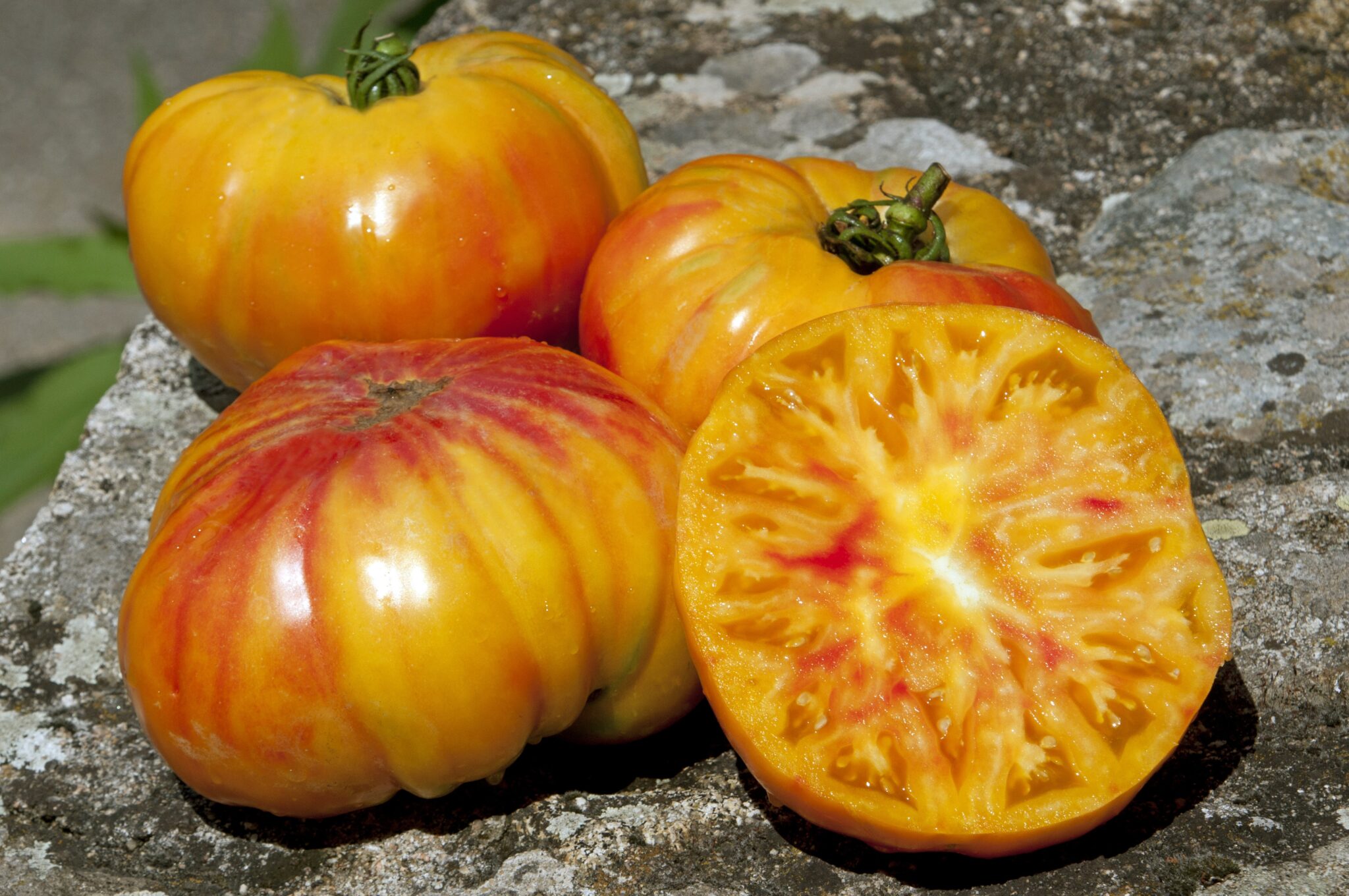 Tomato Buffalosun F1 Blight Resistant - Premier Seeds Direct