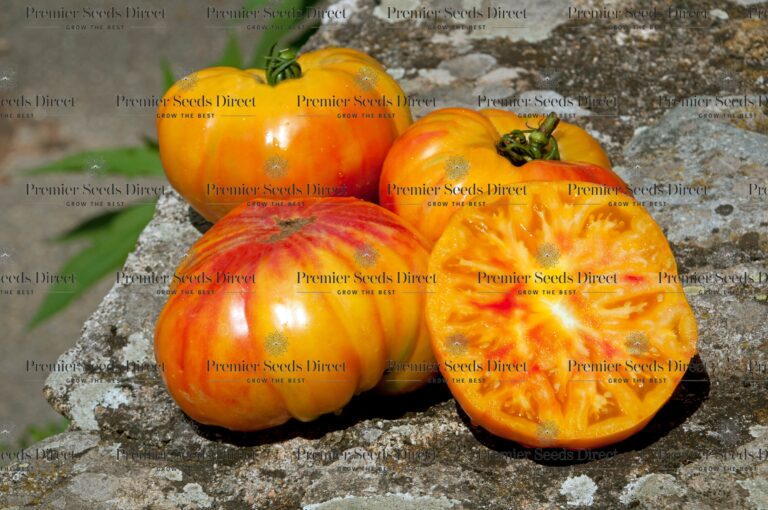 Tomato Buffalosun F1 Blight Resistant - Premier Seeds Direct