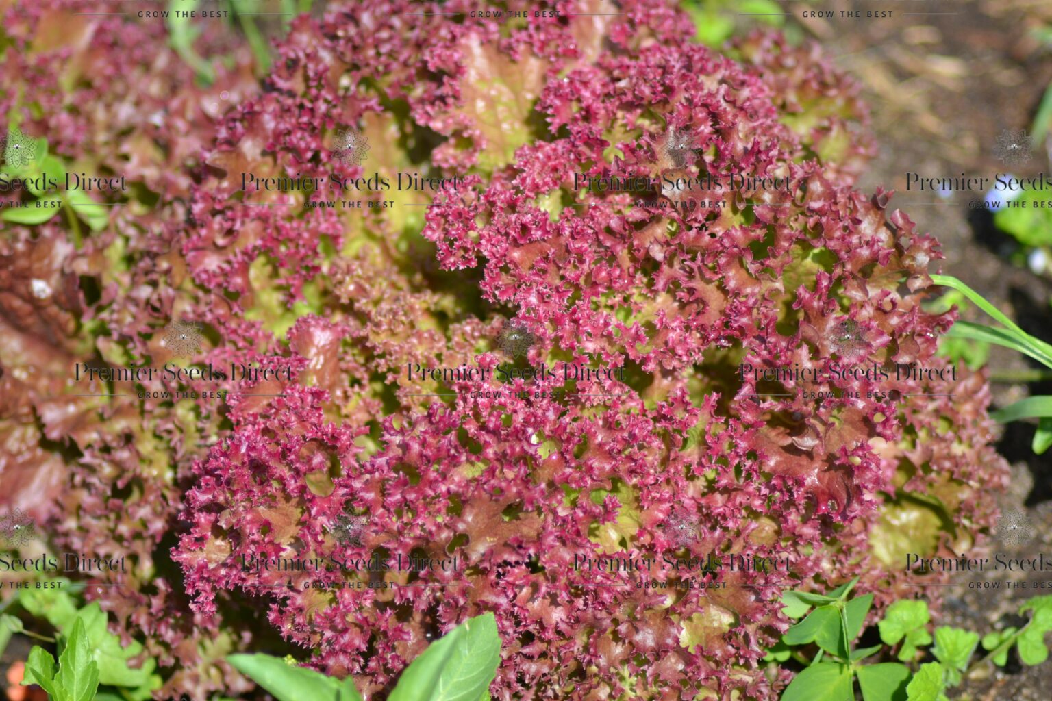 Lettuce Lolla Rossa | Lettuce | Premier Seeds Direct ltd