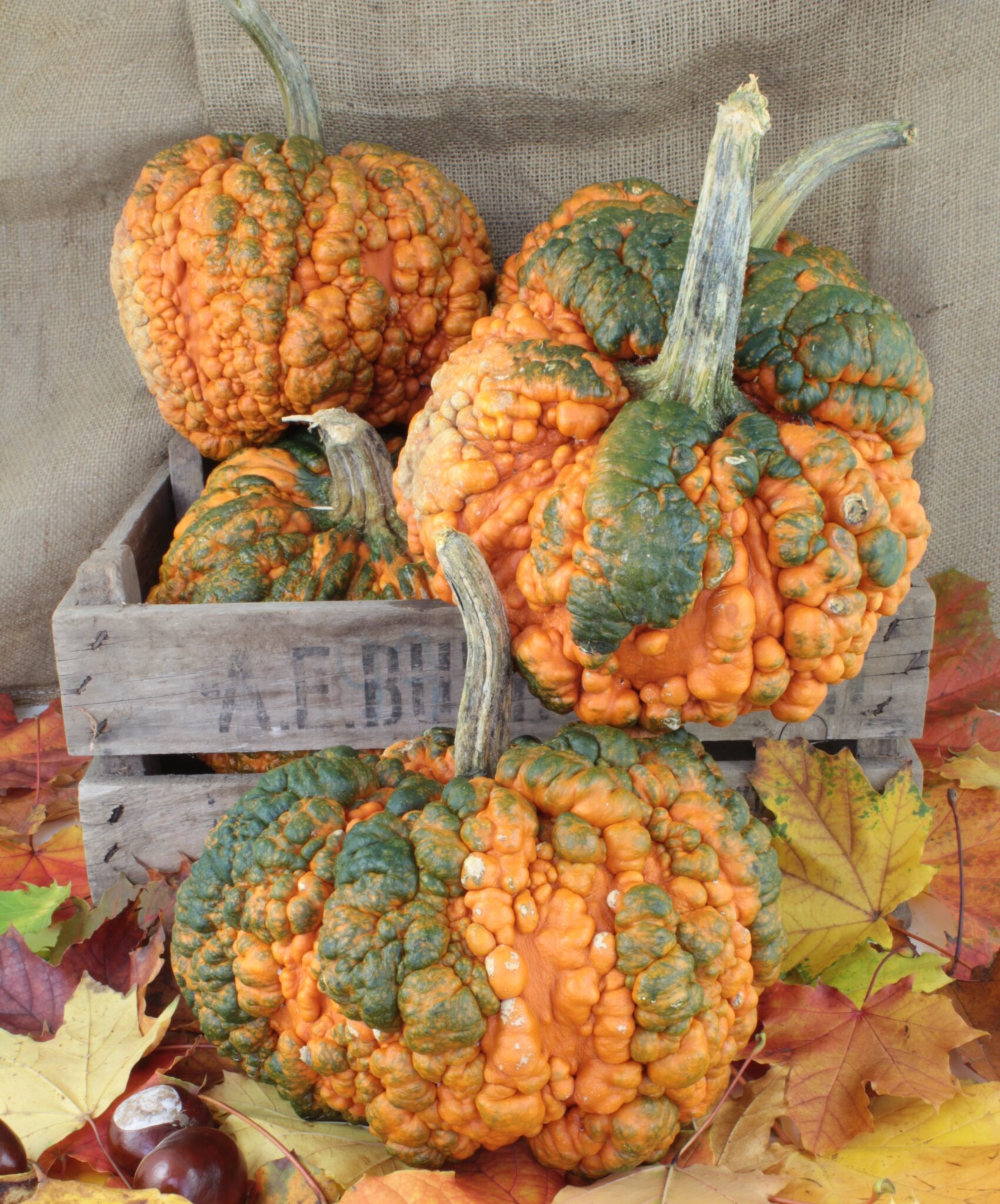 Pumpkin Zombie F1 - Premier Seeds Direct