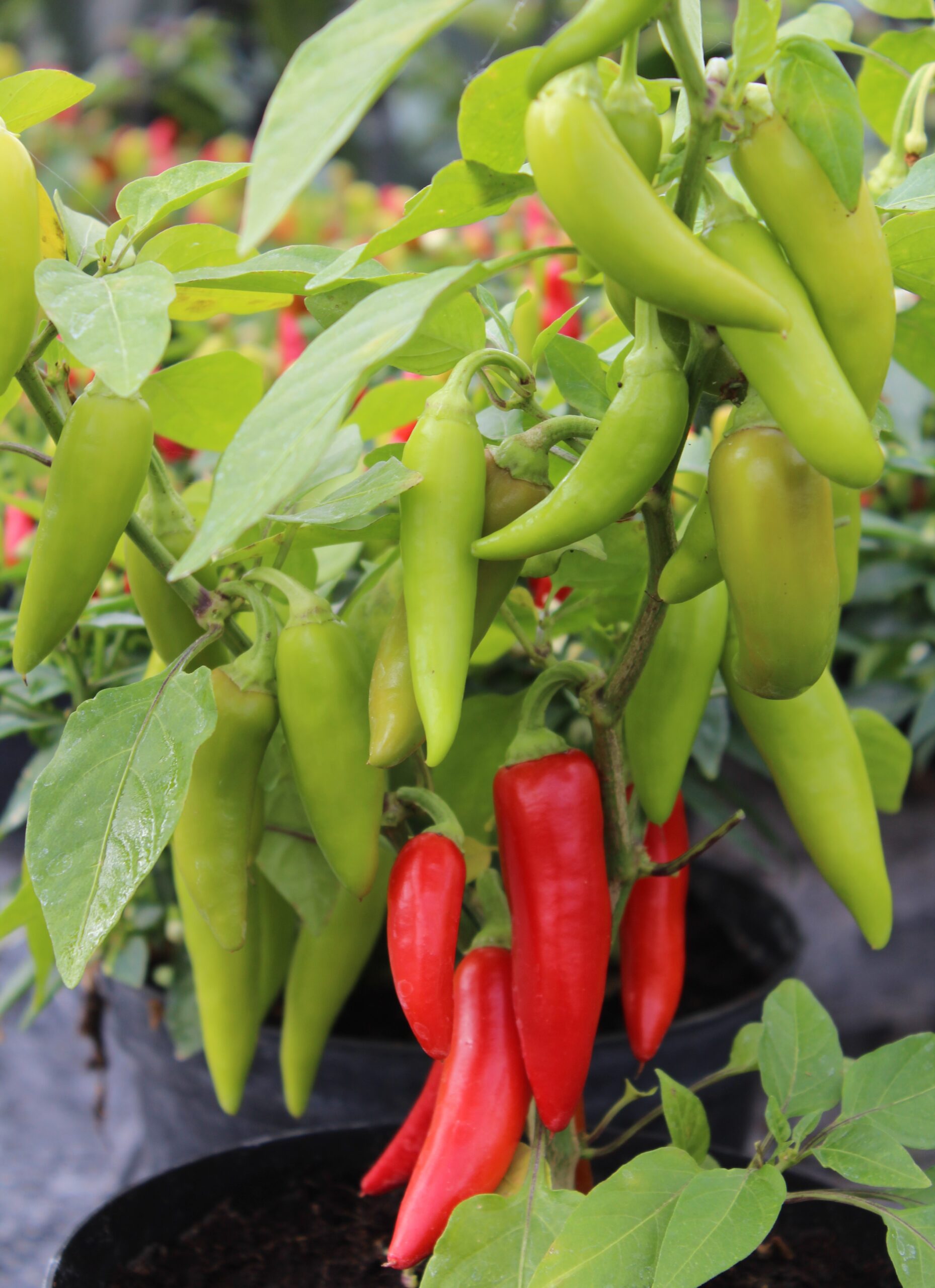 Dwarf Pepper Hot Sizzler - Premier Seeds Direct