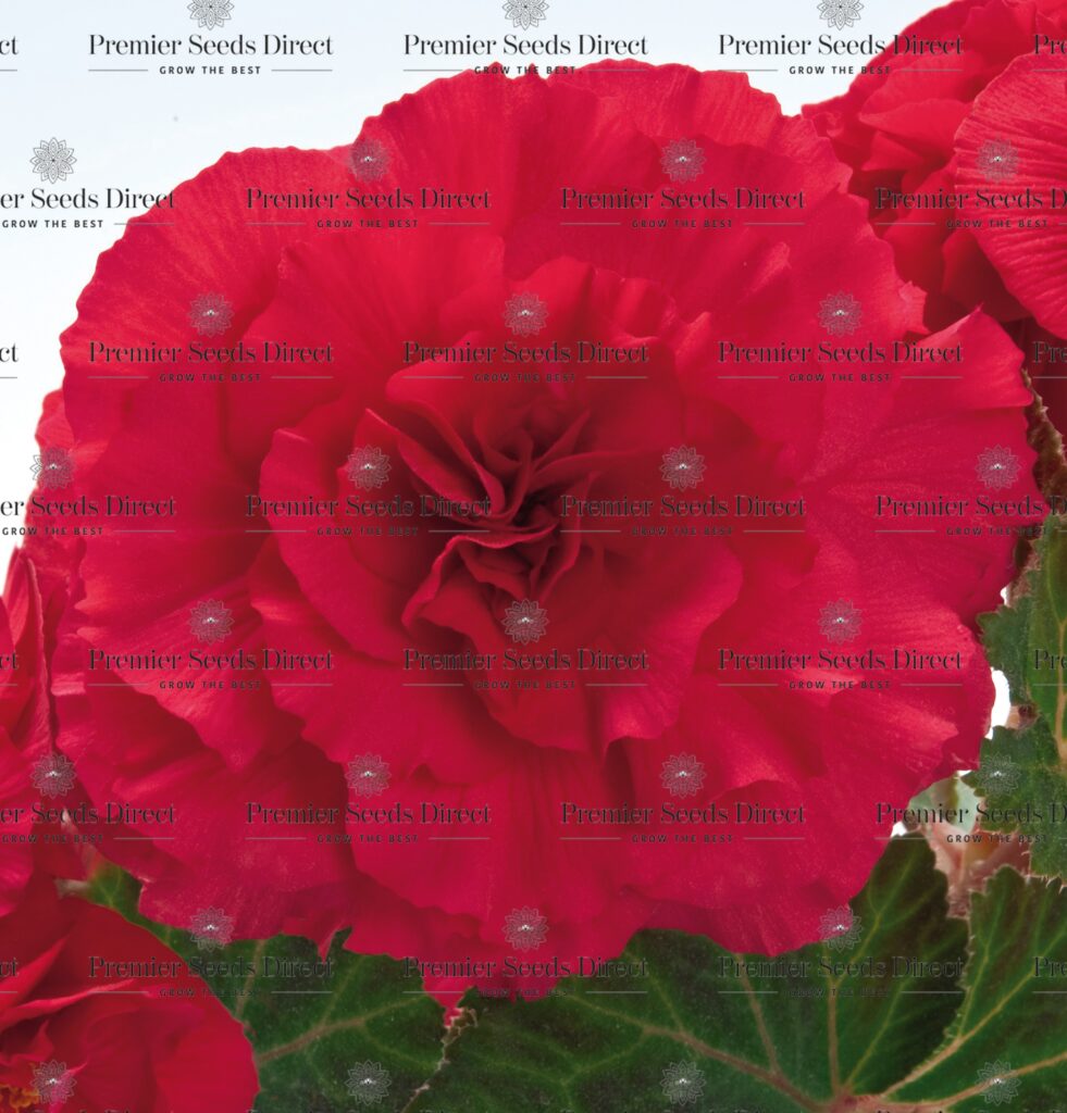 Begonia Tuberous - Non Stop F1- Deep Rose Pellets - Premier Seeds Direct