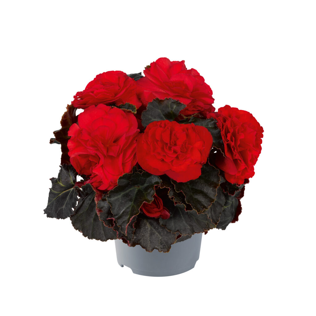 Begonia Tuberous - Non Stop Mocca F1 - Red Pellets - Premier Seeds Direct