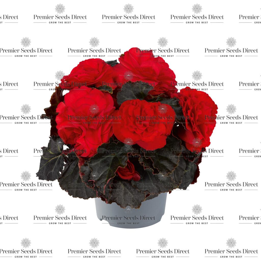 Begonia Tuberous - Non Stop Mocca F1 - Red Pellets - Premier Seeds Direct