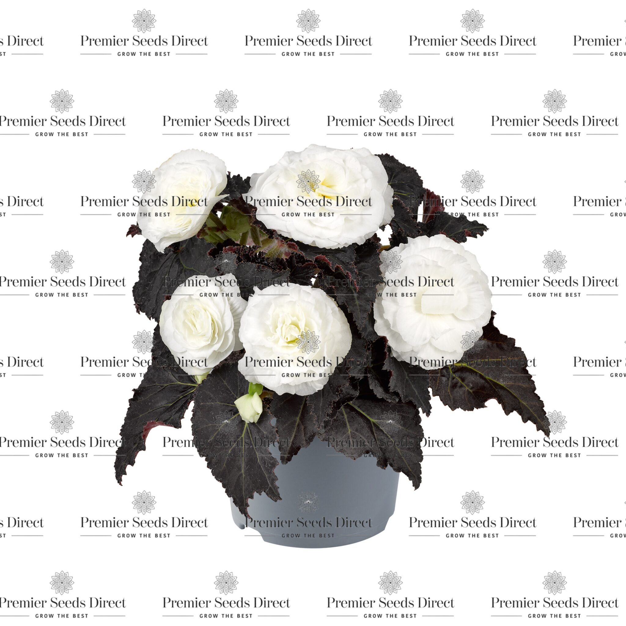 Begonia Tuberous - Non Stop Mocca F1- White Pellets - Premier Seeds Direct