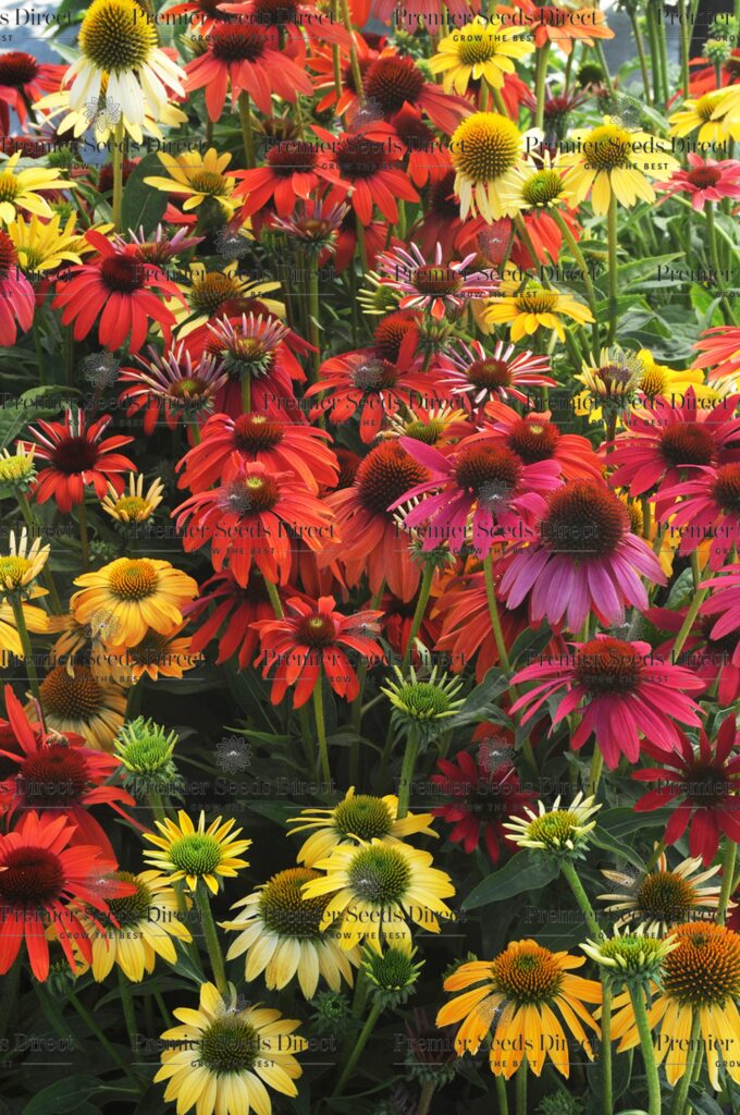 Echinacea Coneflower - Cheyenne Spirit - Premier Seeds Direct