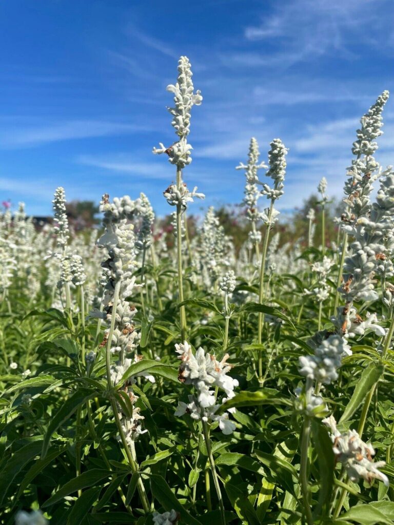 Salvia Farinacea - White Victory - Premier Seeds Direct