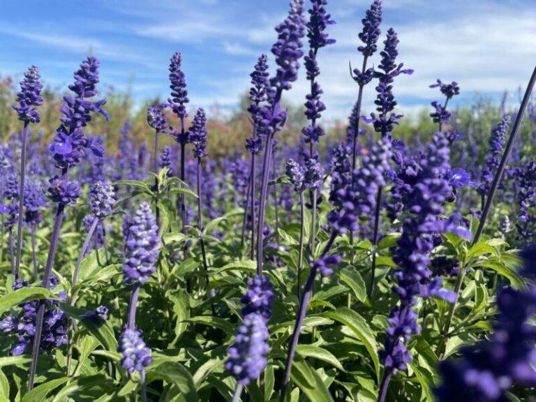 Salvia Farinacea - Blue Victory - Premier Seeds Direct
