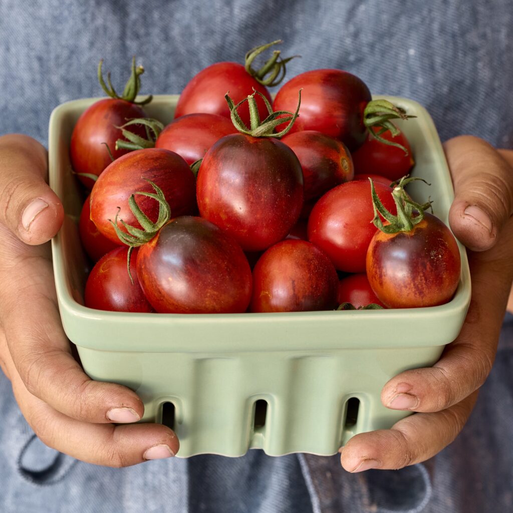 Tomato Black Moon F1 - Premier Seeds Direct