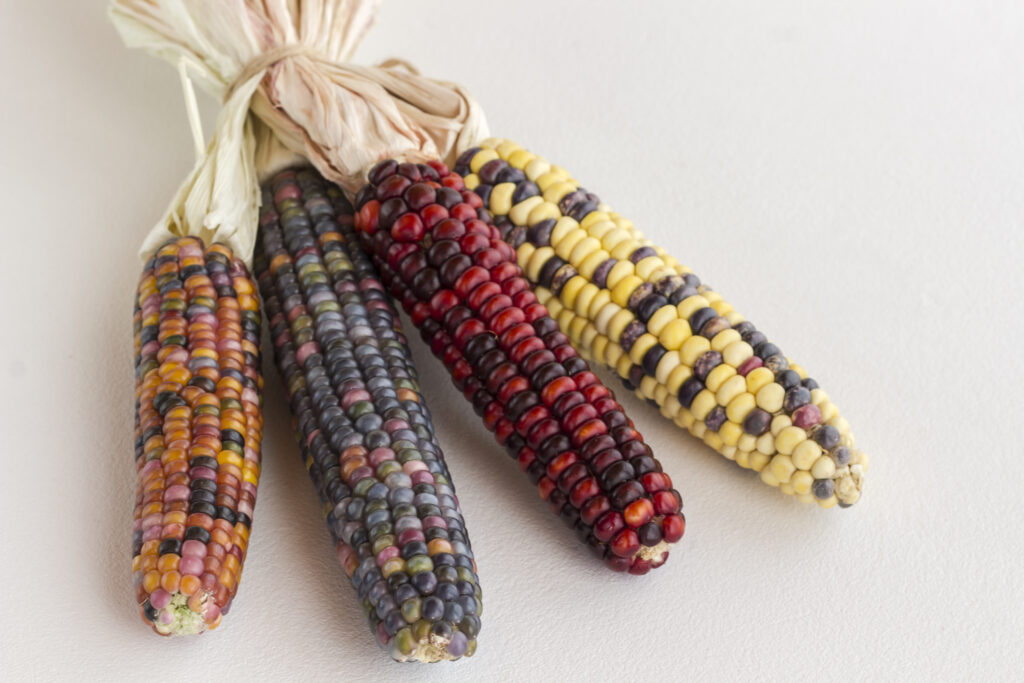Flint Sweet Corn Fiesta - Premier Seeds Direct