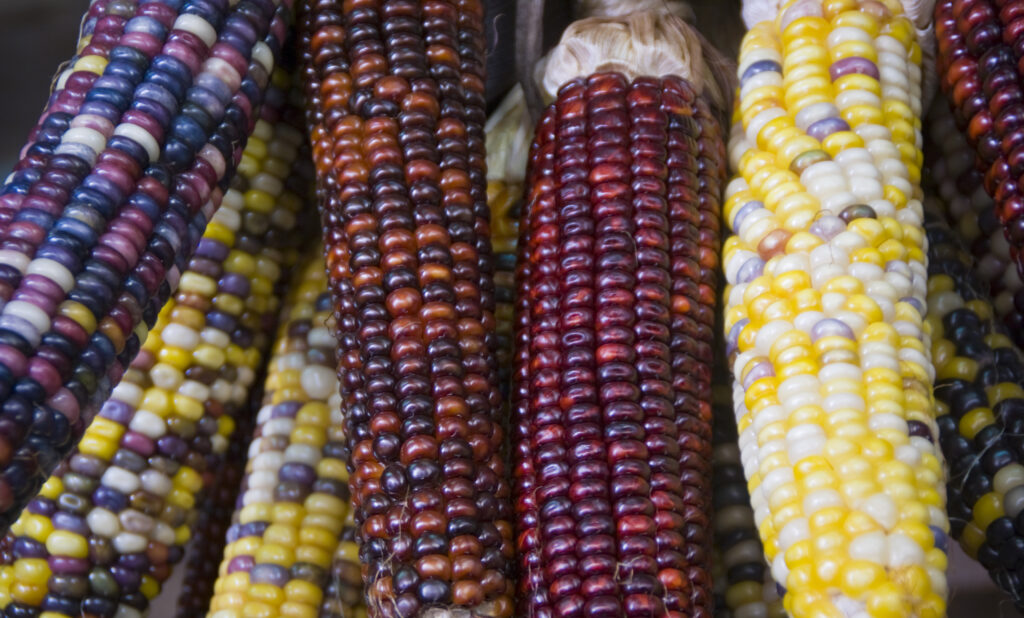 Flint Sweet Corn Fiesta - Premier Seeds Direct