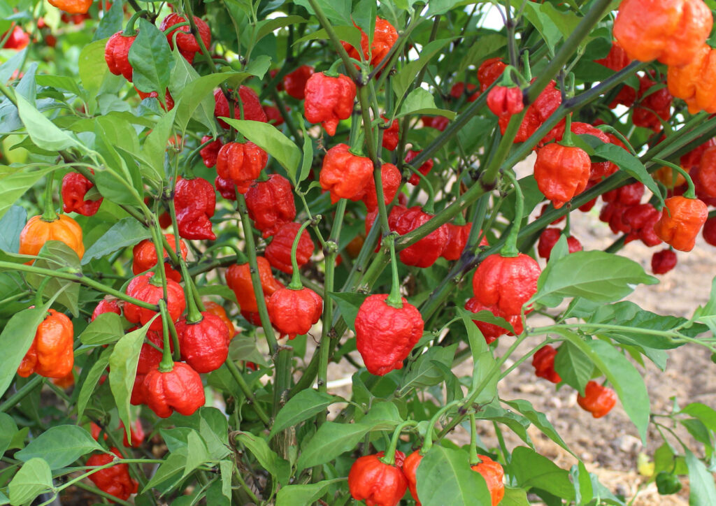 Hot Pepper - Armageddon F1 - Premier Seeds Direct