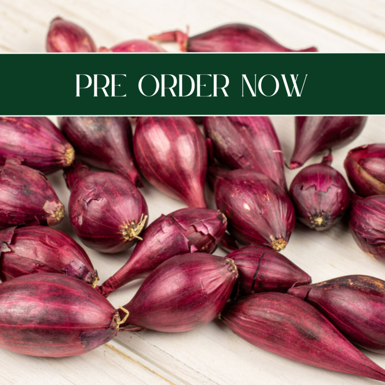 Onion Sets - Premier Seeds Direct