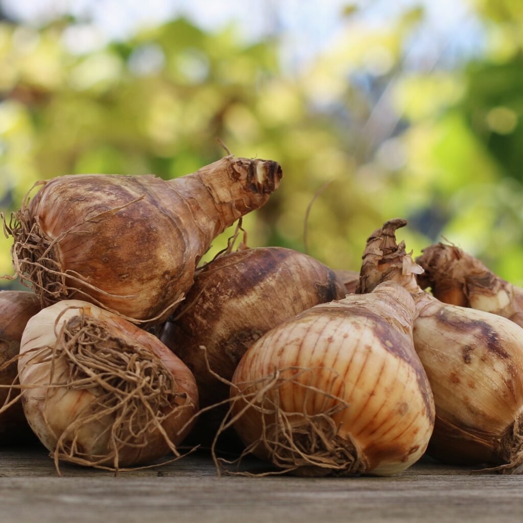 Daffodil - Geranium Bulbs - Premier Seeds Direct