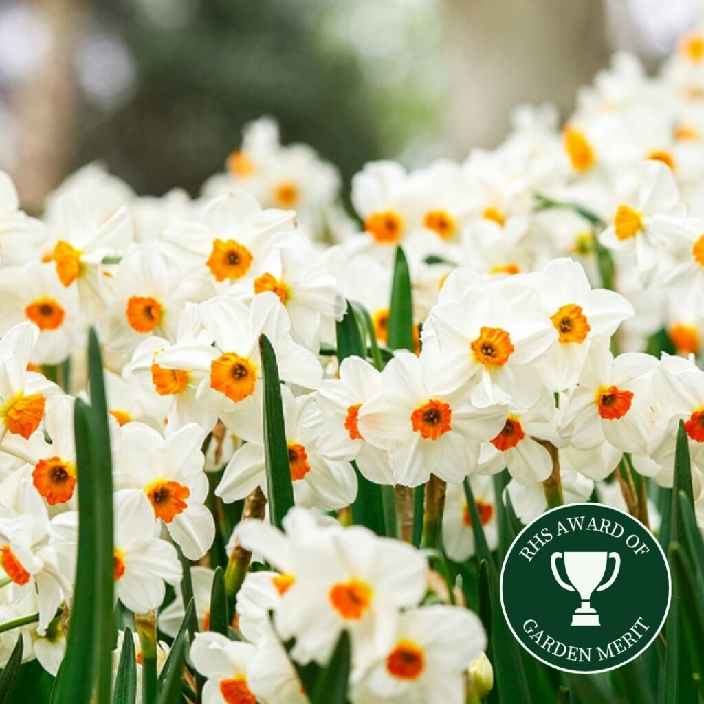 Daffodil - Geranium Bulbs - Premier Seeds Direct