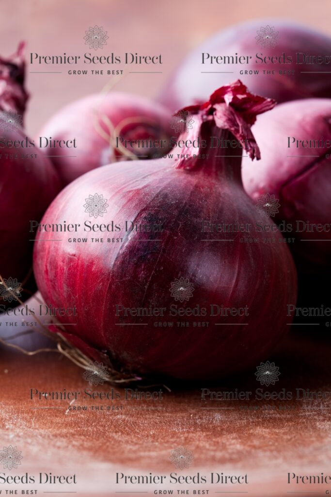 Onion Sets - Akado (14-21mm) - Premier Seeds Direct