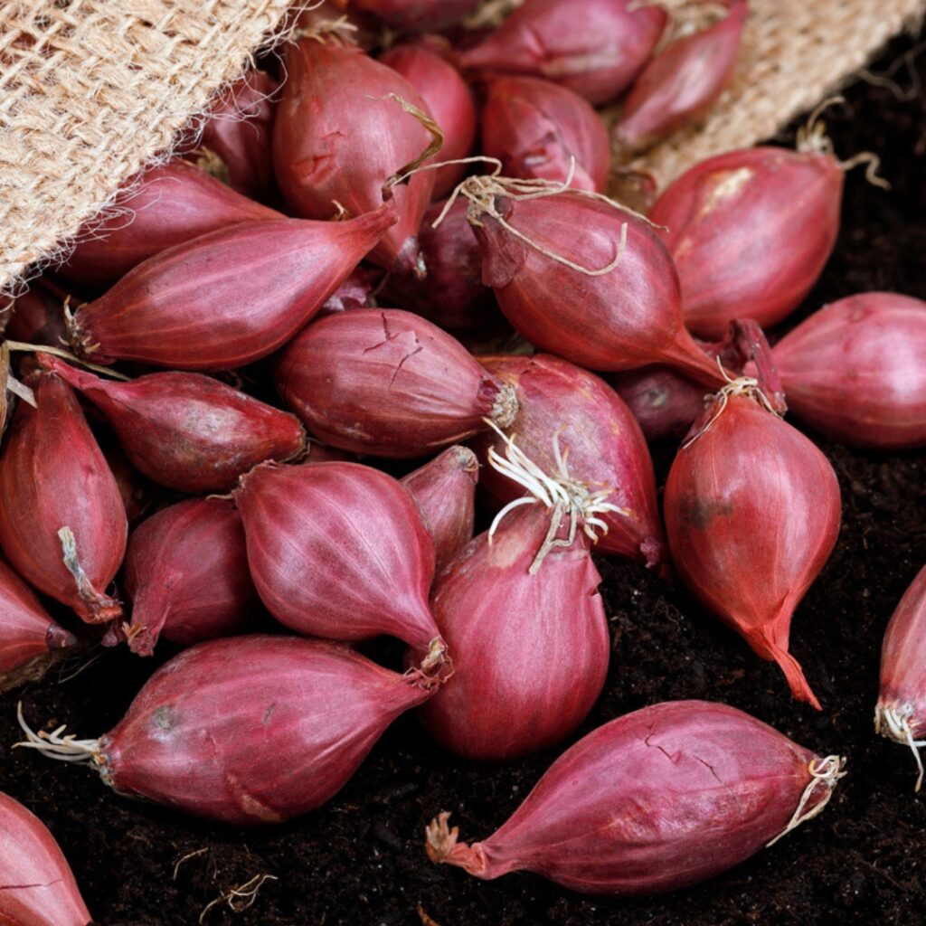 Onion Sets - Premier Seeds Direct