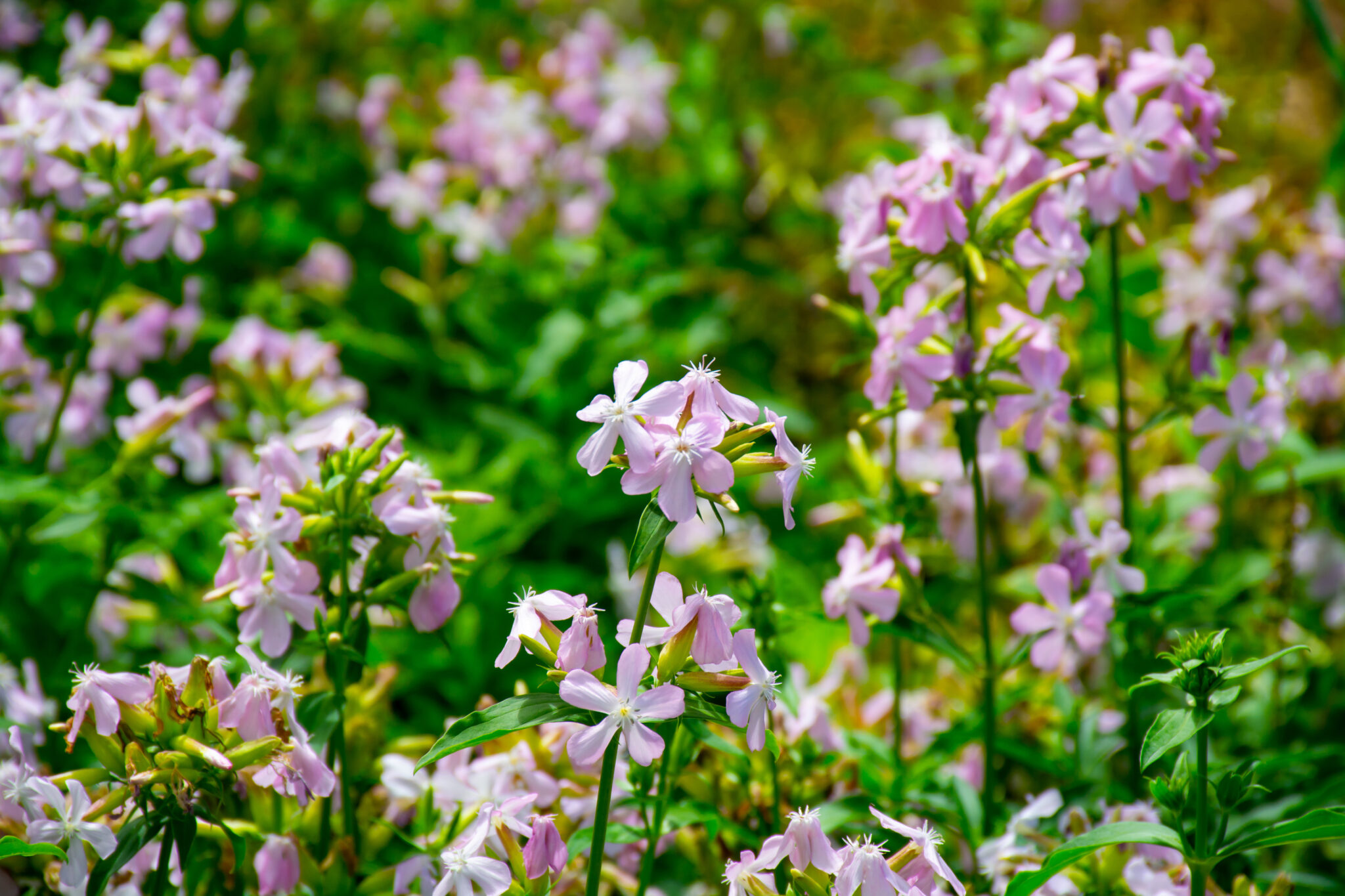 Herb Soapwort Officinalis - Premier Seeds Direct