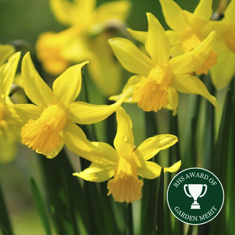 Daffodil Bulbs Archives - Premier Seeds Direct