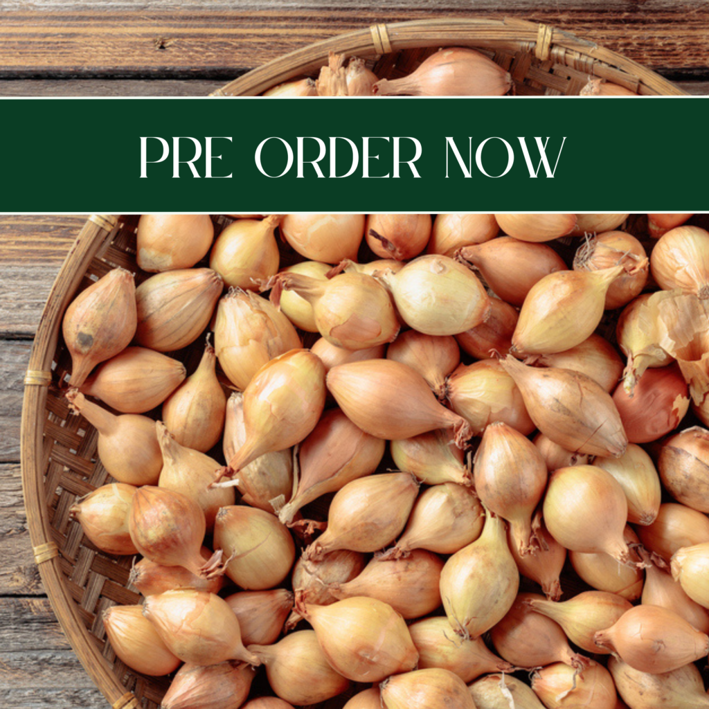 Onion Sets Shakespeare Autumn Sets (14-21mm) - Premier Seeds Direct