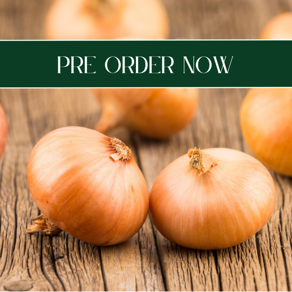 Shallots Red Sun (7-14mm) - Premier Seeds Direct