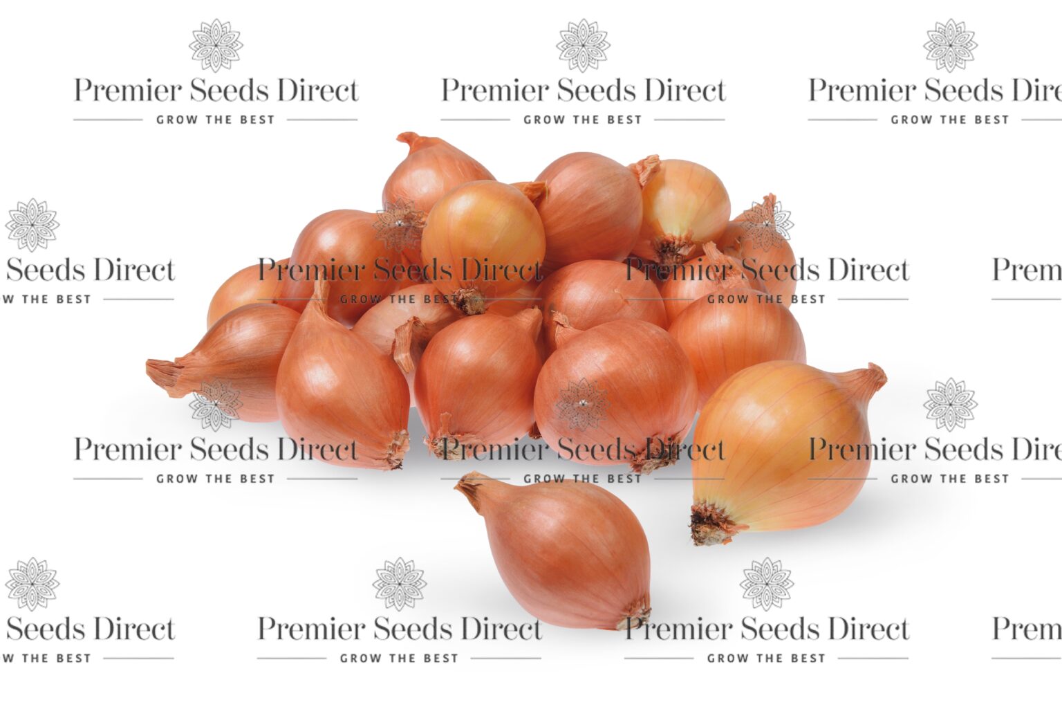 Shallots Sets Golden Gourmet (7-14mm) - Premier Seeds Direct