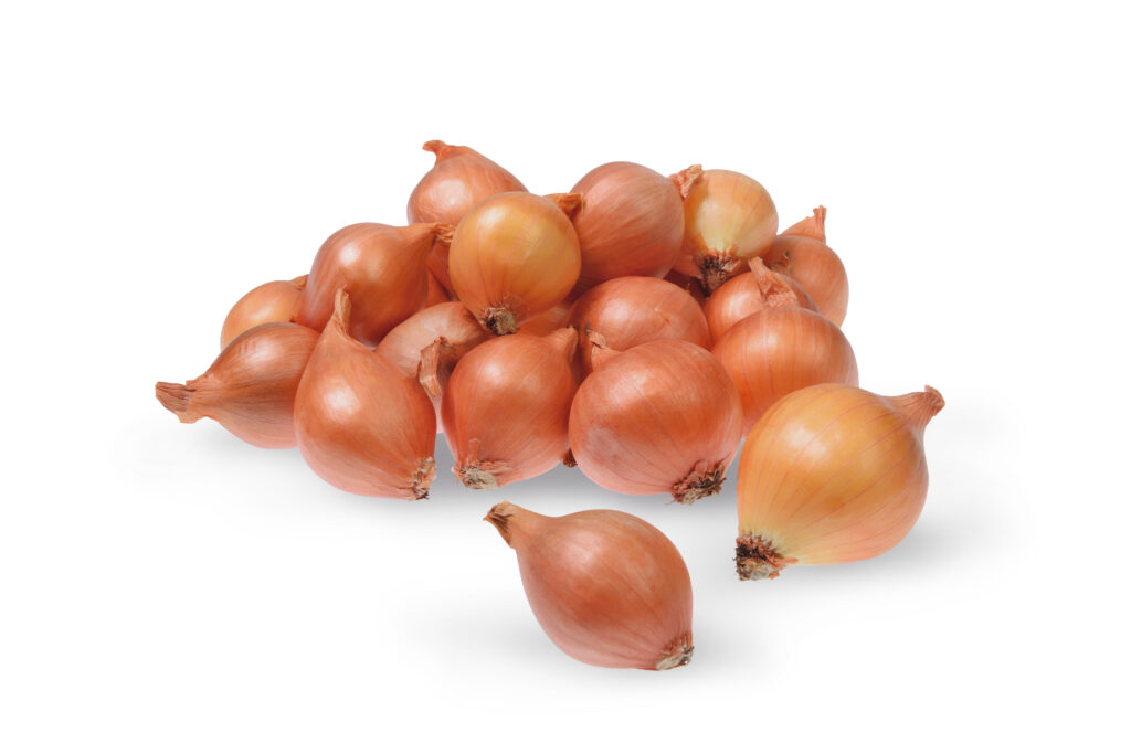 Shallots Sets Golden Gourmet (7-14mm) - Premier Seeds Direct