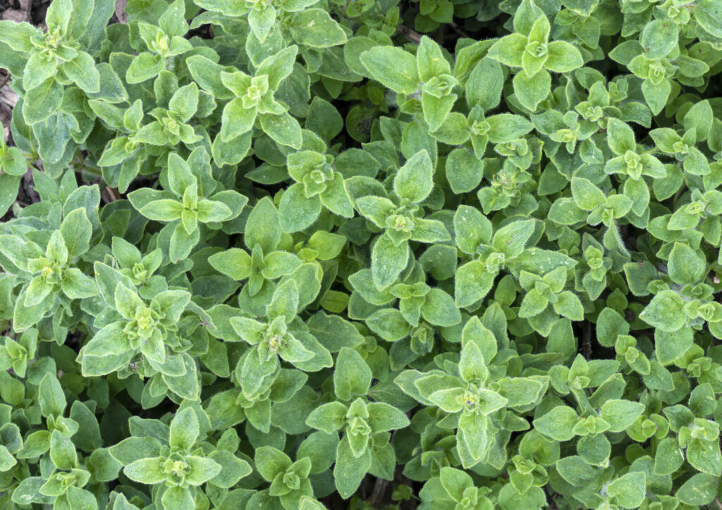 Herb Oregano Greek - Origanum Hirtum - Premier Seeds Direct
